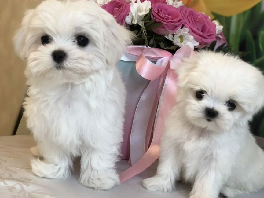 Мальтийская болонка