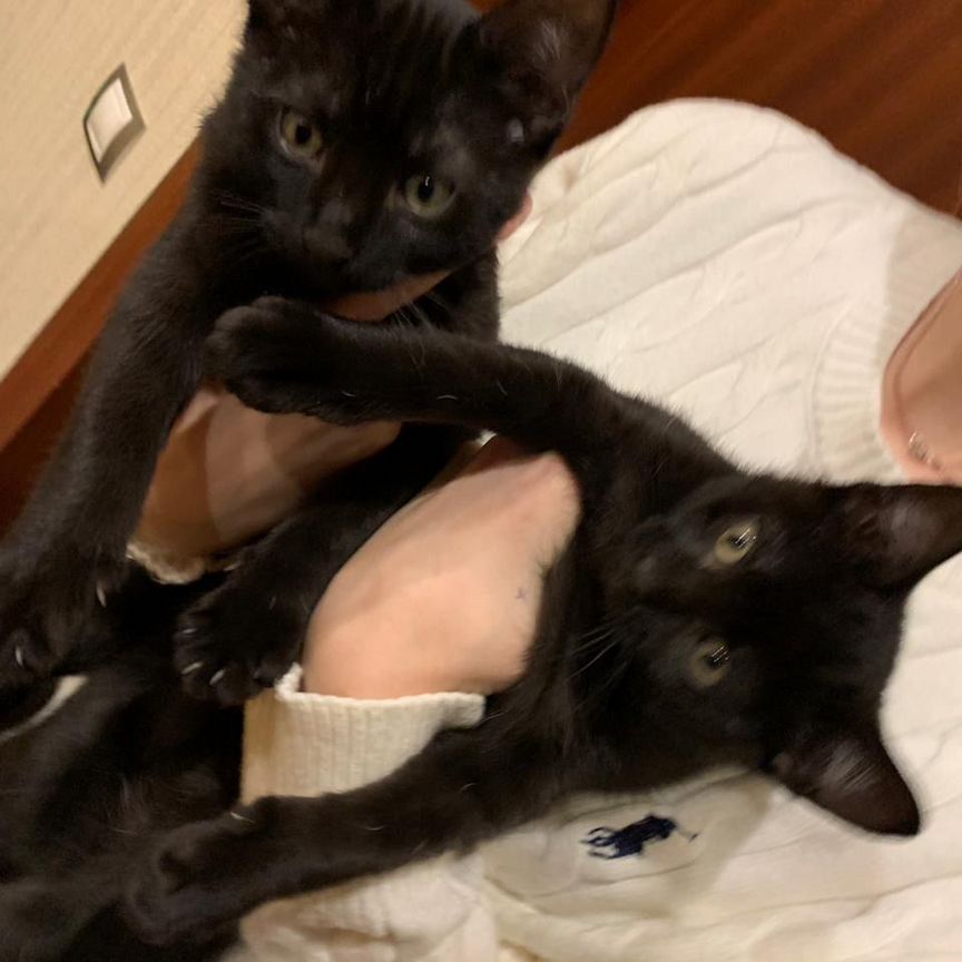 Ориентальные котята