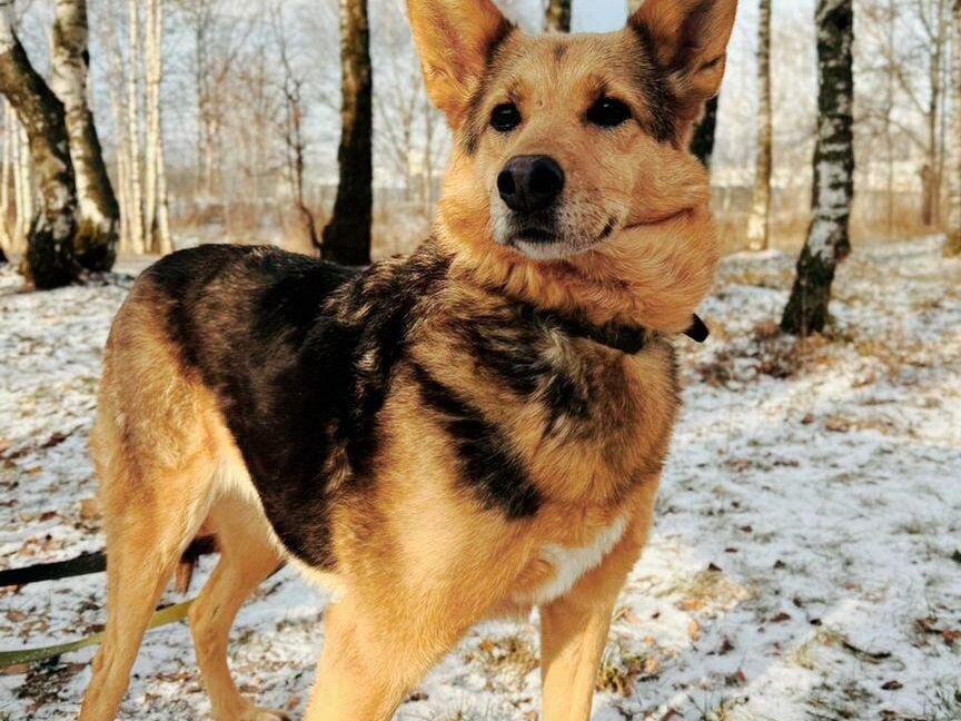 Собака Айка из приюта в добрые руки