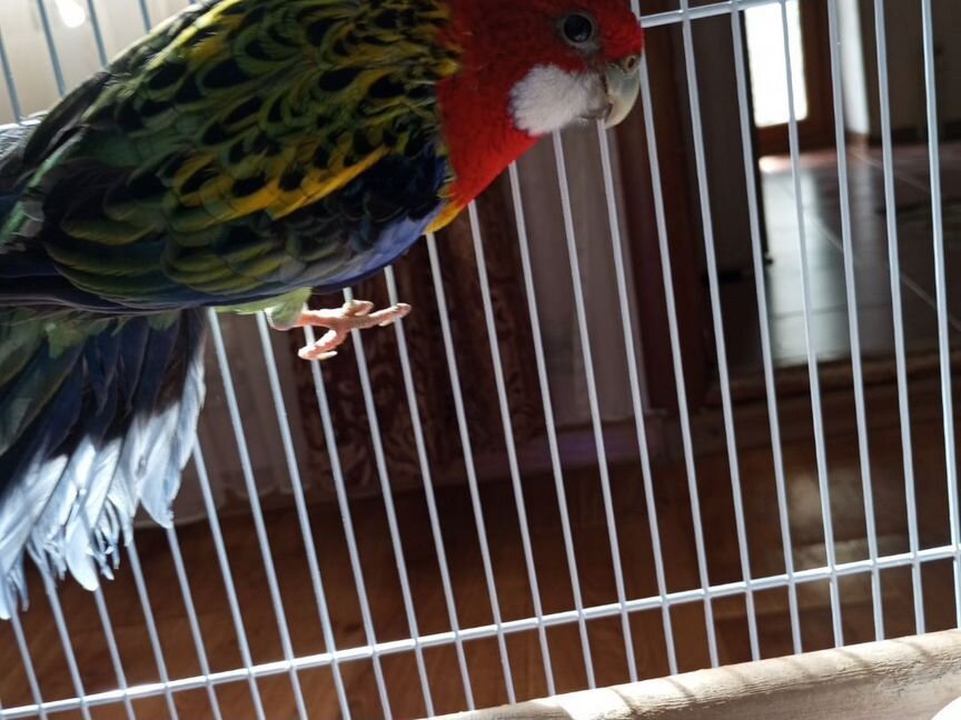 Попугай розелла