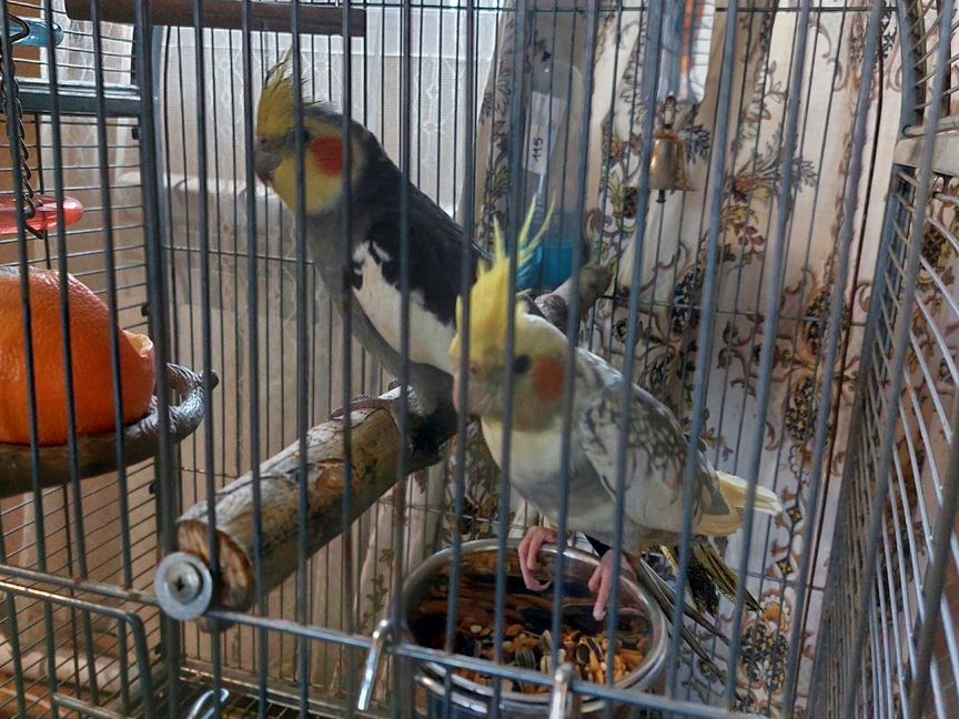 Попугай корелла пара