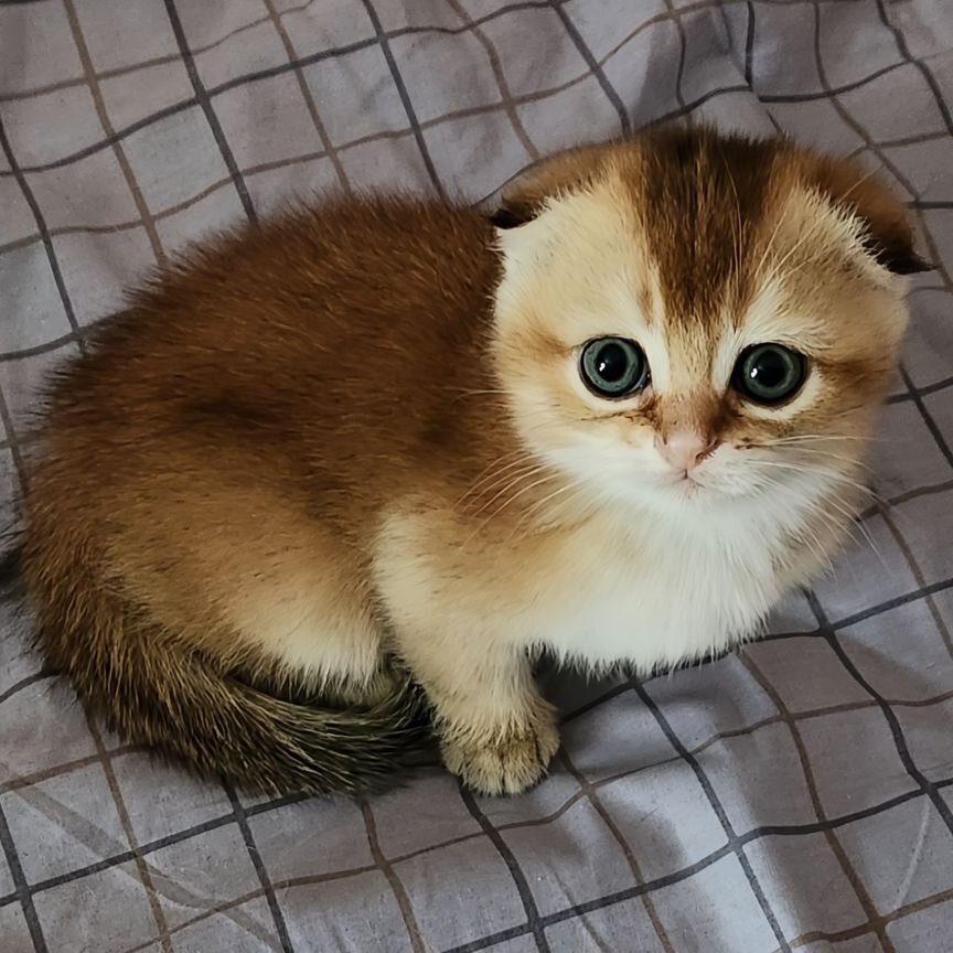 Шотландский вислоухий короткошёрстный котёнок