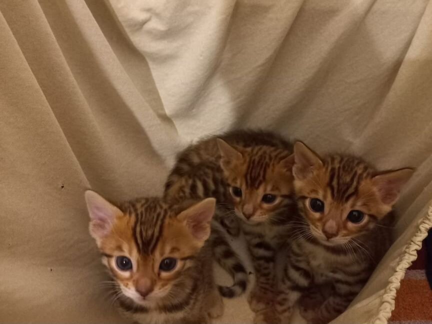 Бенгальские котята