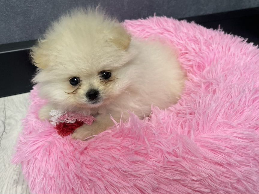 Немецкий шпиц мини