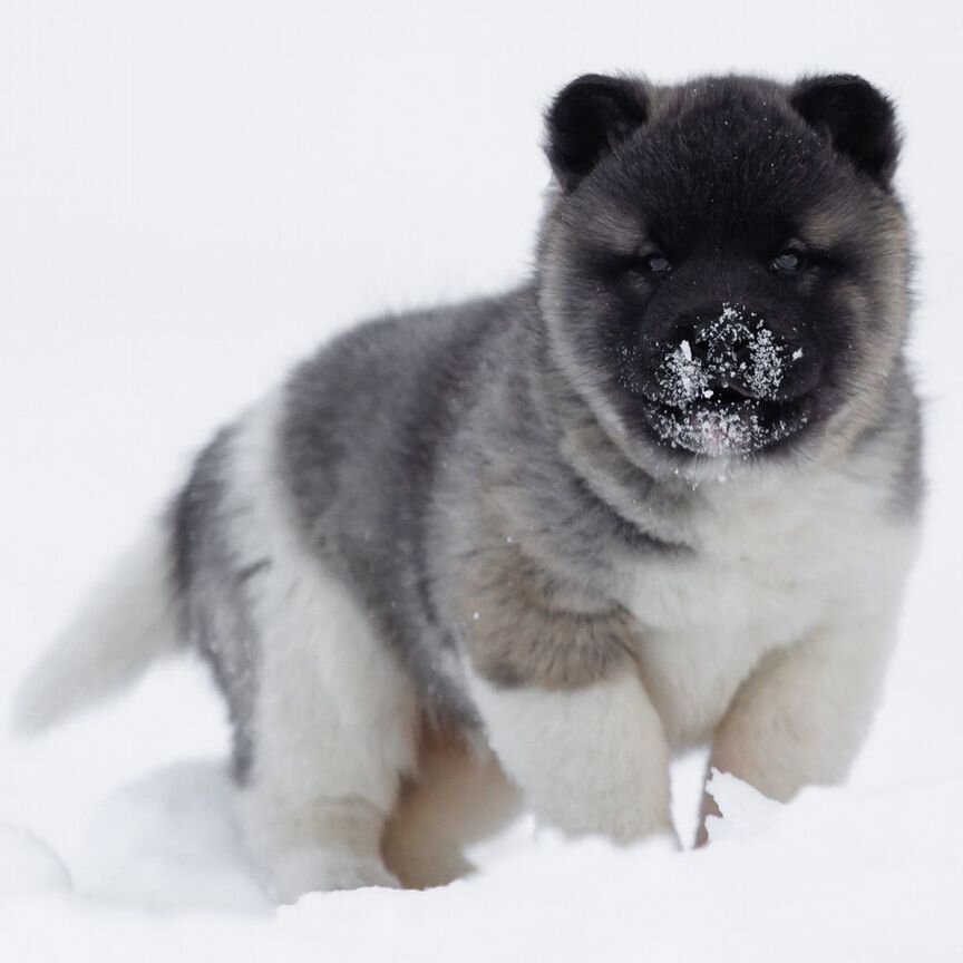 Американская акита, щенок