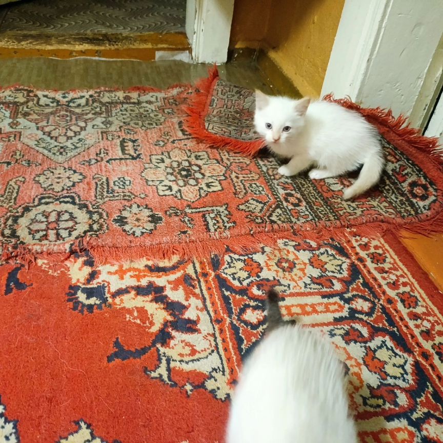 4 котята сеамские полукровки