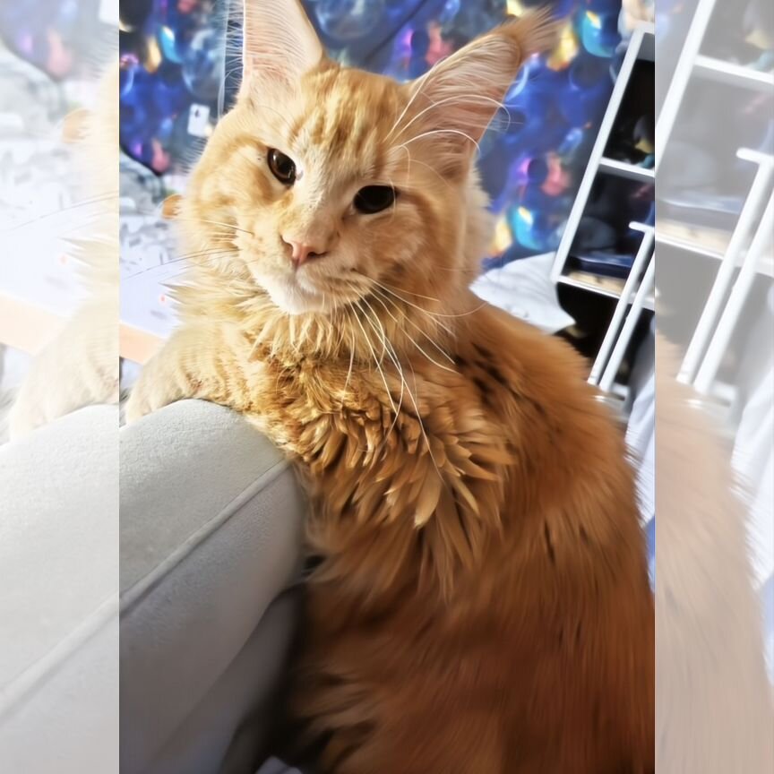 Мейн-кун, взрослый кот