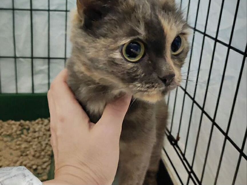 Кошка стерилизована 1.5 года