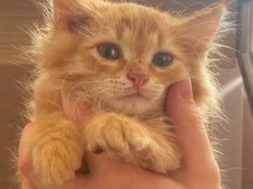 Рыжий котенок мальчик для самого лучшего человека