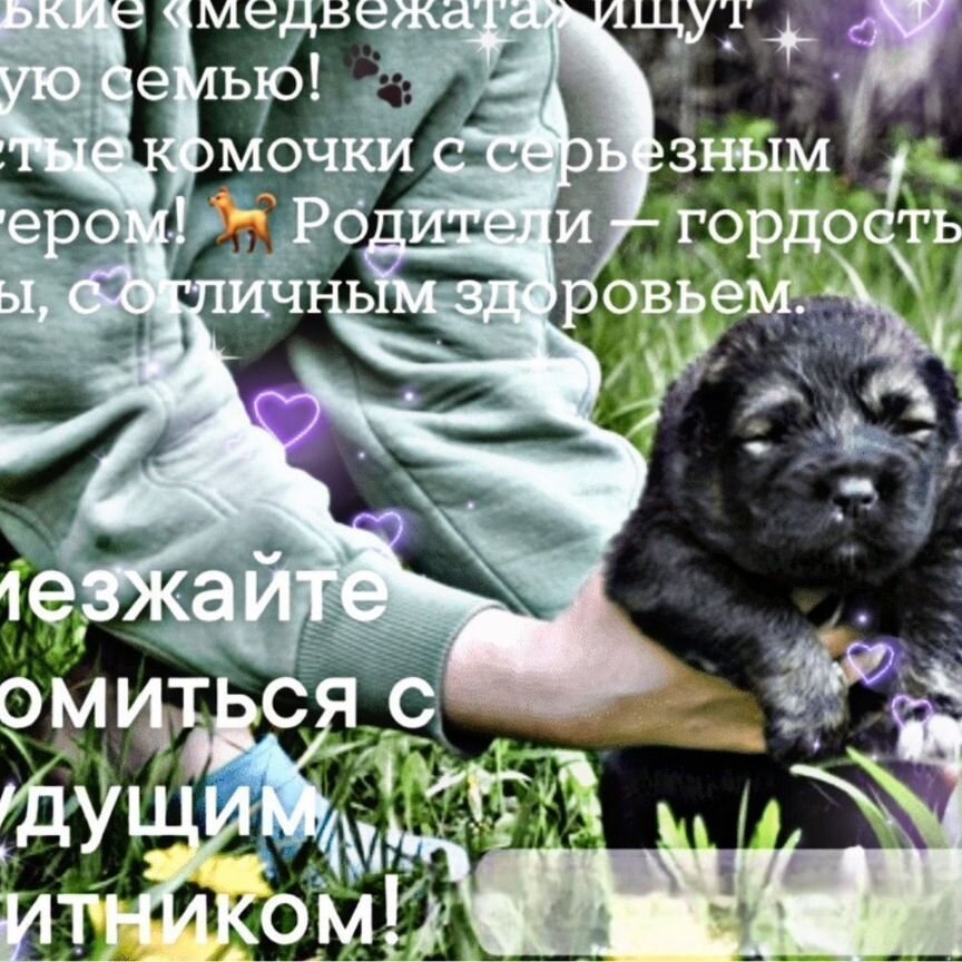 Кавказская овчарка, щенок