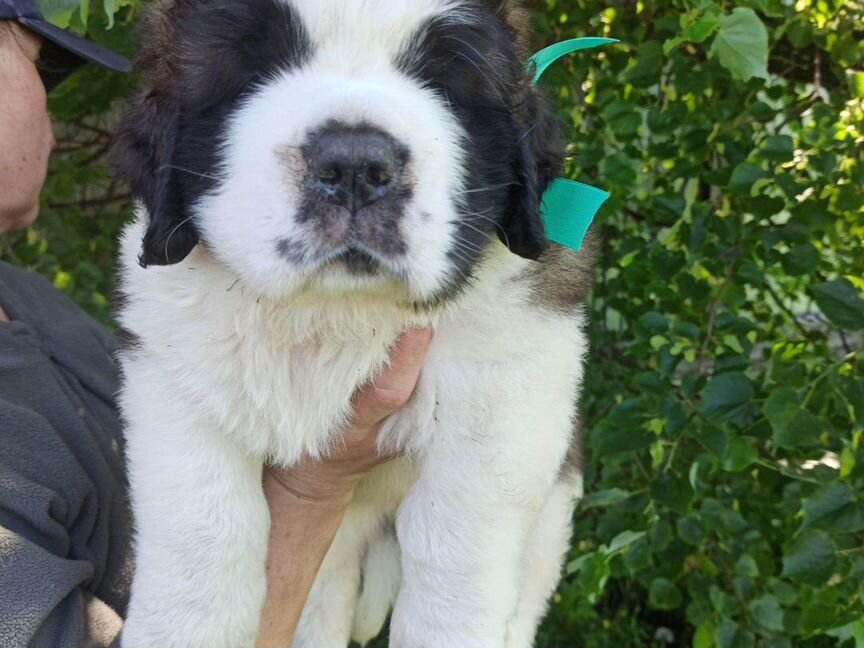 Щенки сенбернара