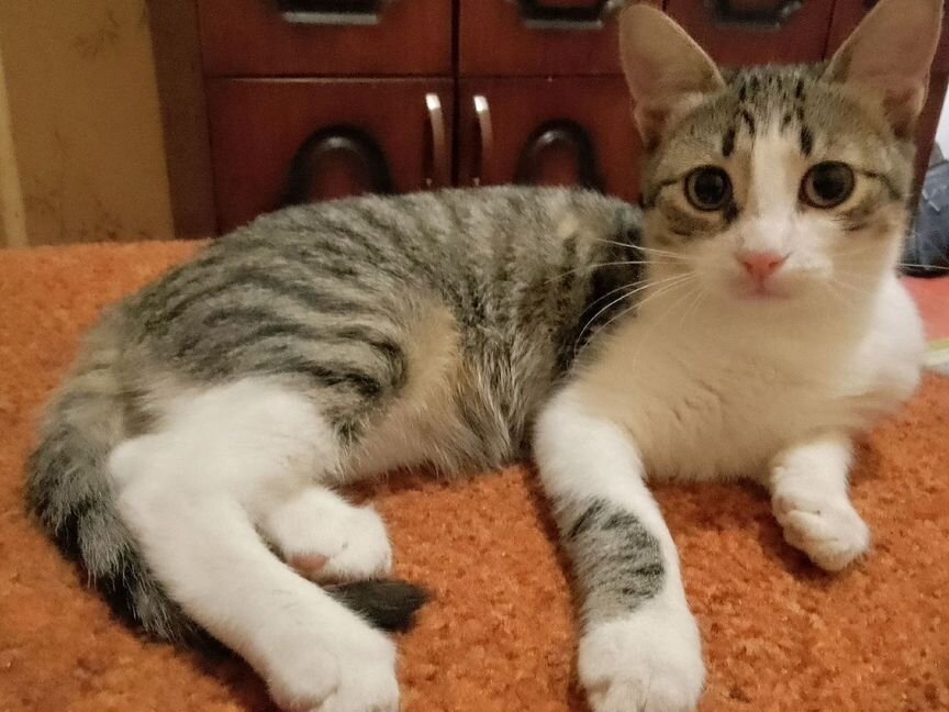 Кошечка Варя 4 мес