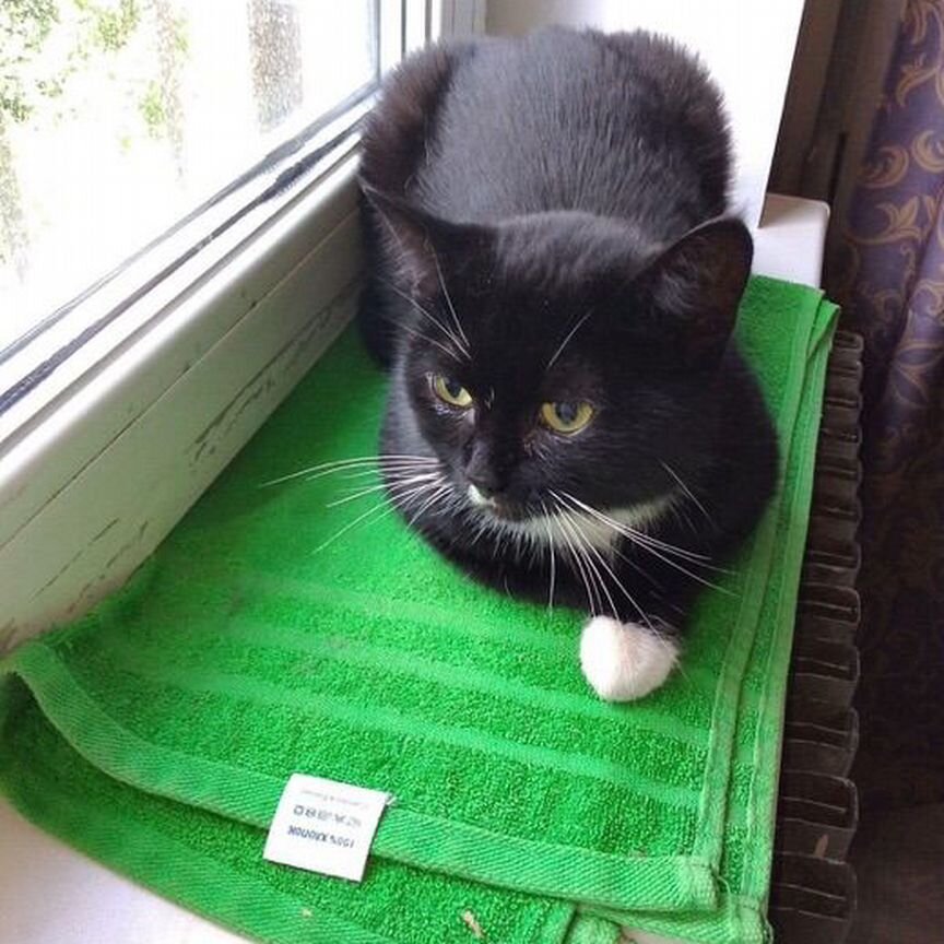 Кошка