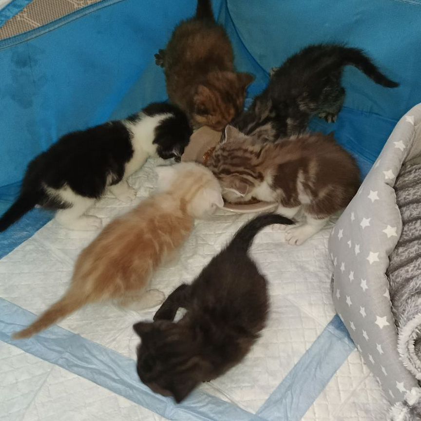 Шотландские котята