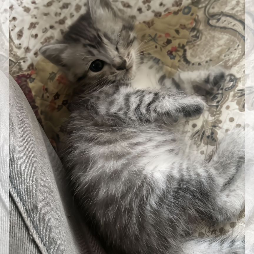 Котёнок в добрые руки