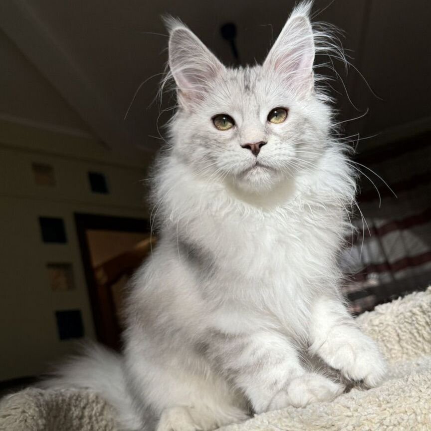 Блондинка породы мейн-кун