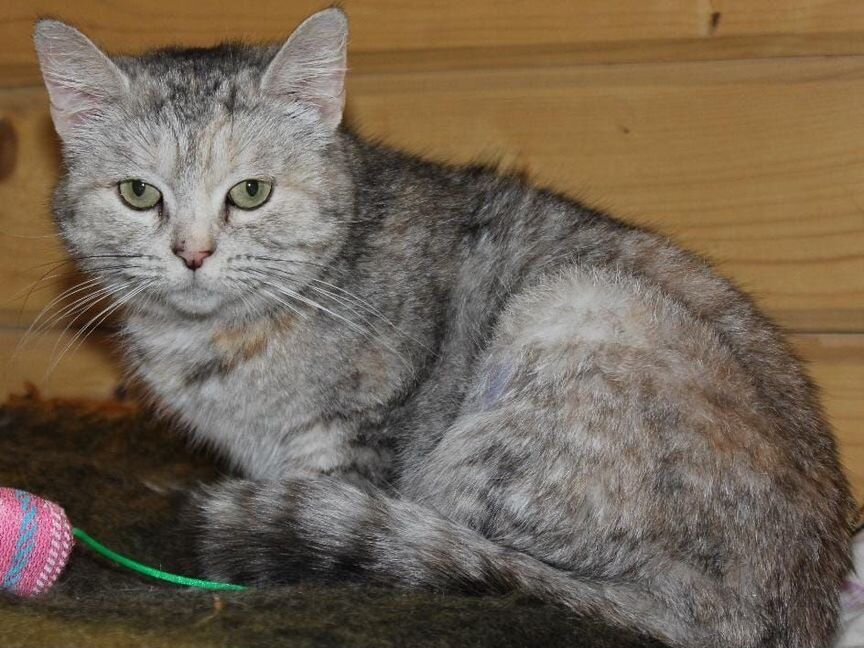 Кошка в добрые руки