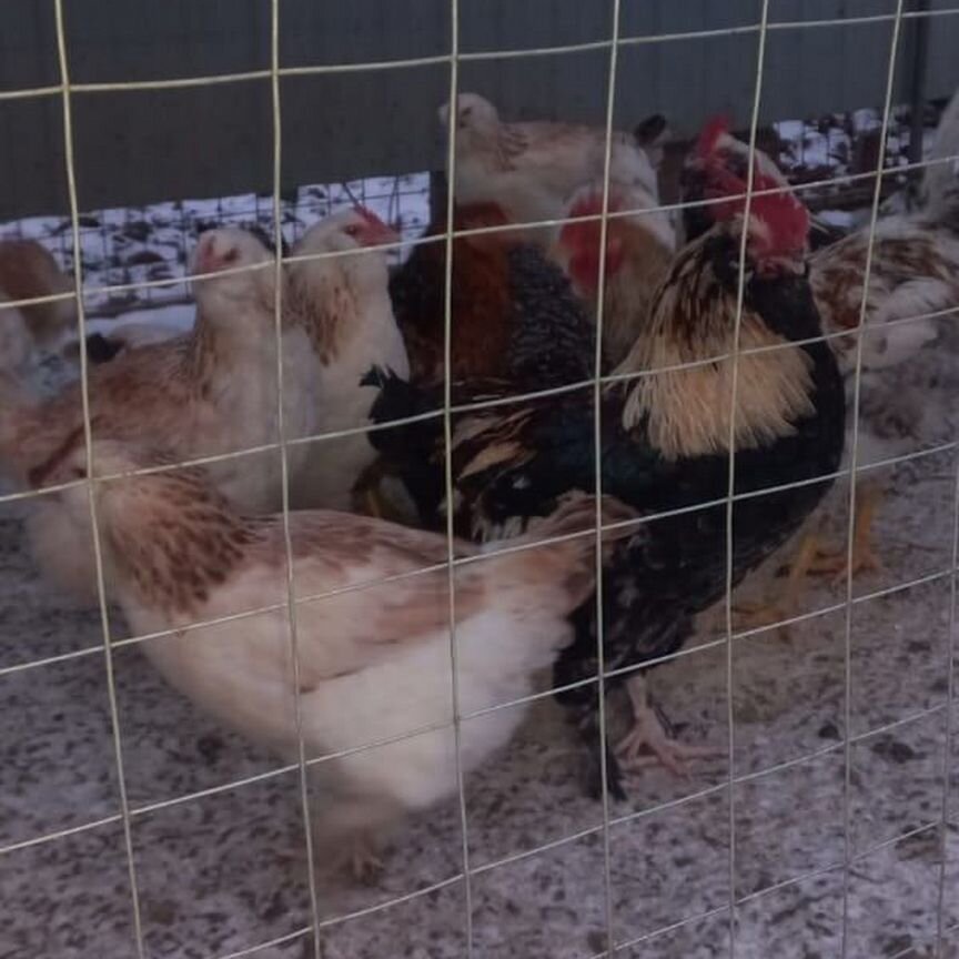 Молодые петухи