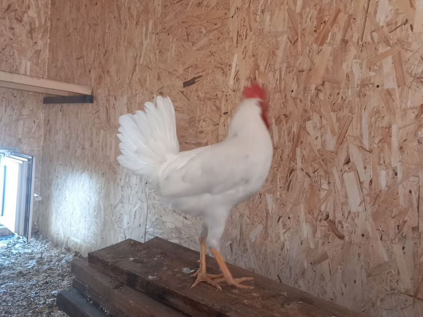 Молодые петухи