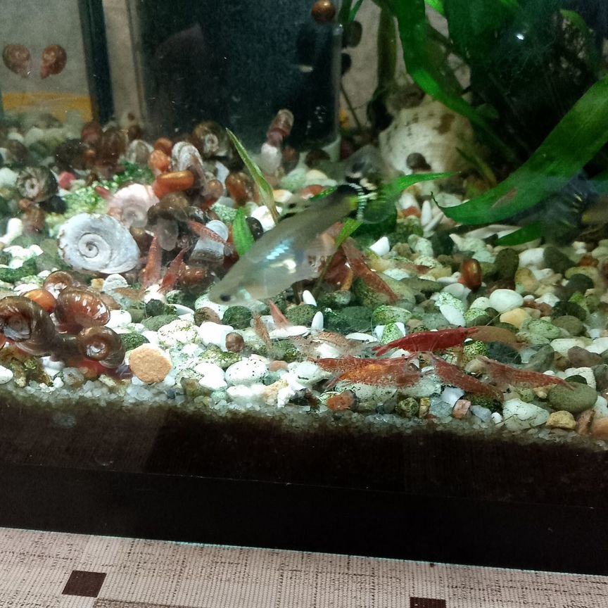 Улитки катушки