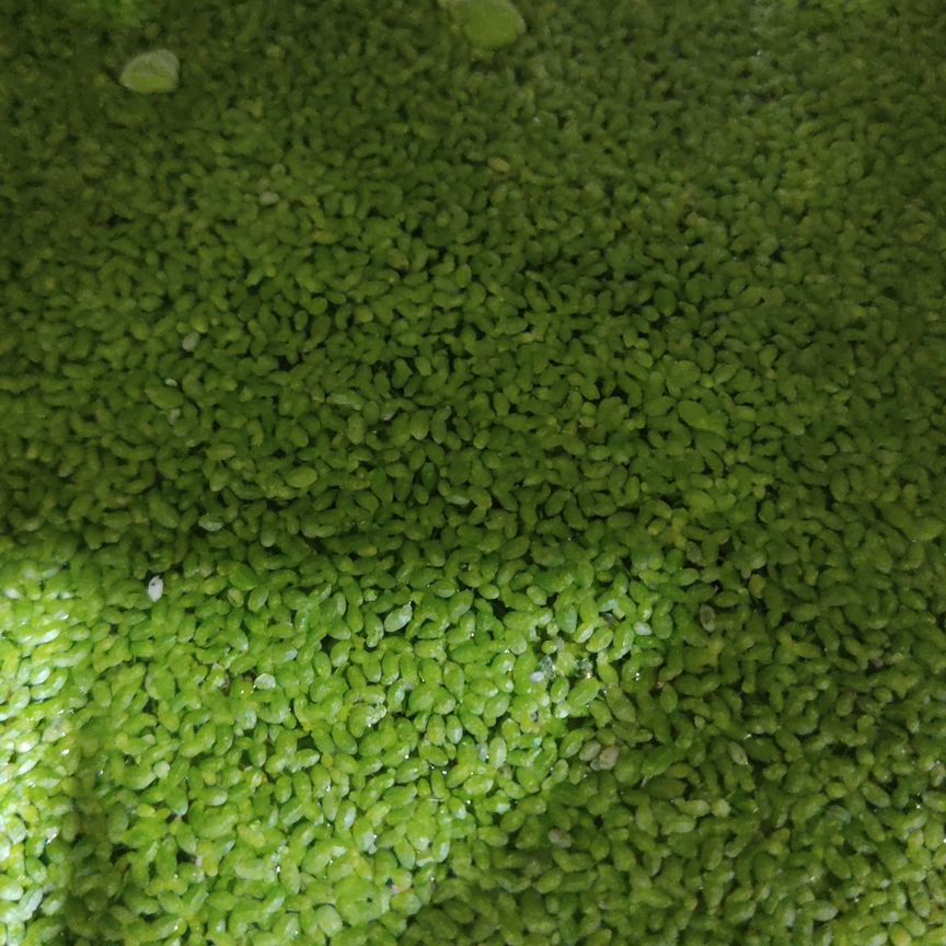 Ряска для аквариума