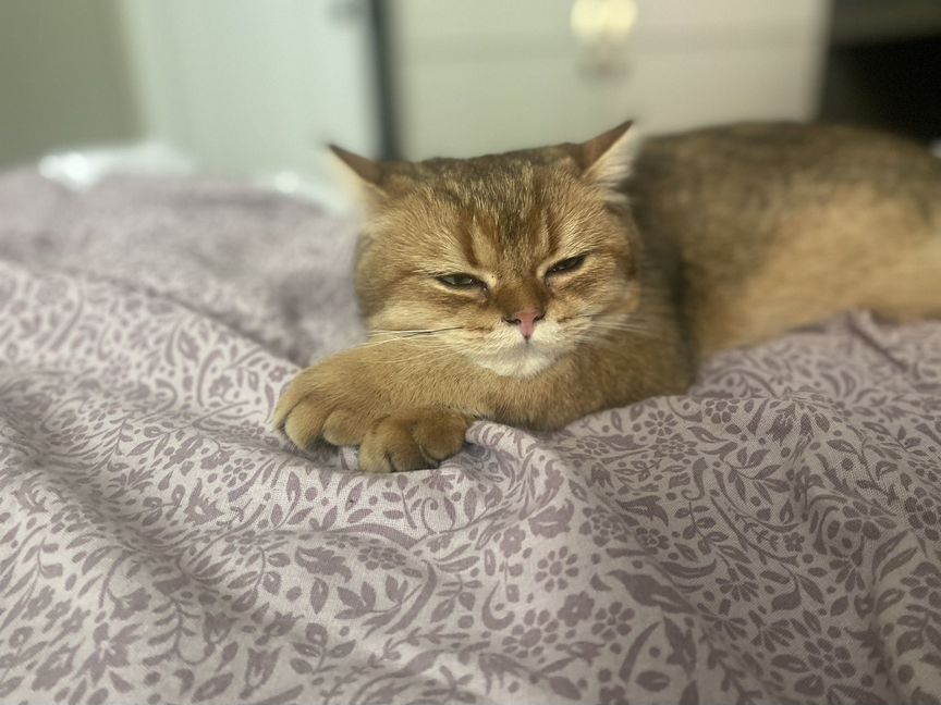 Куриный микс для кошек