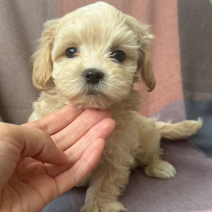 Мальтипу, щенок