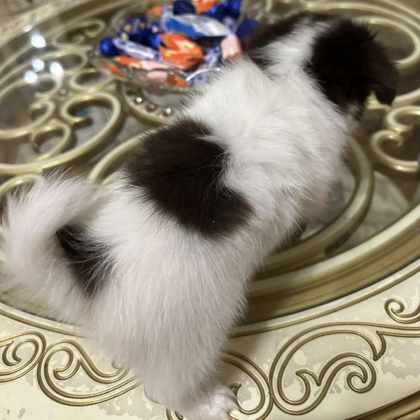 Чихуахуа, щенок