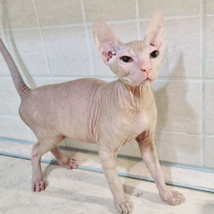 Донской котенок