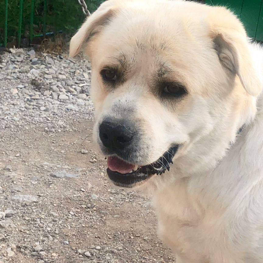 Алабай Цезарь с паспортом