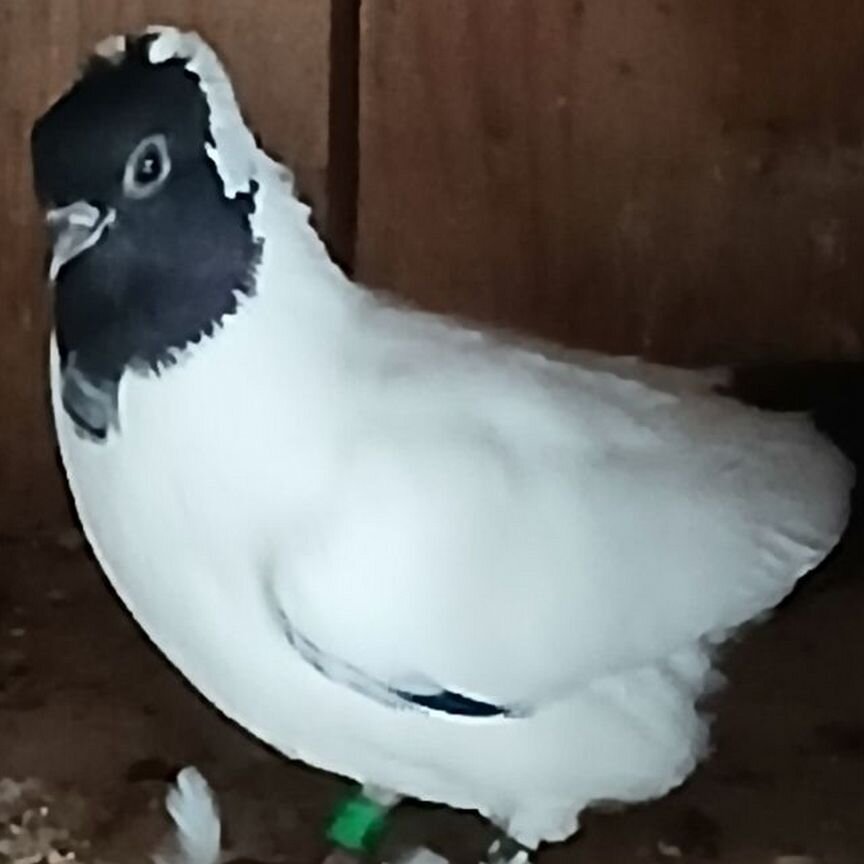 Голуби крестовые монахи молодёж