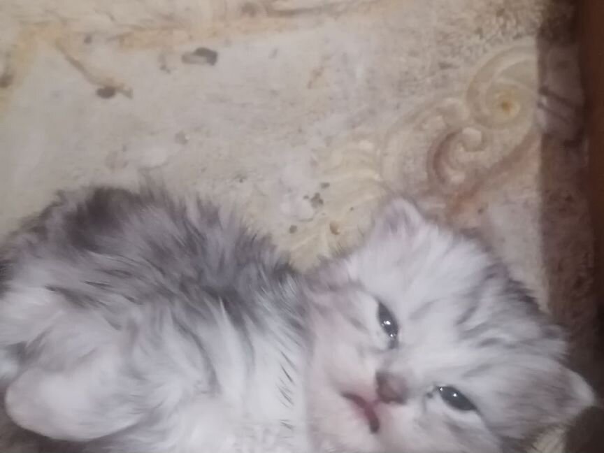 Кошки породистые