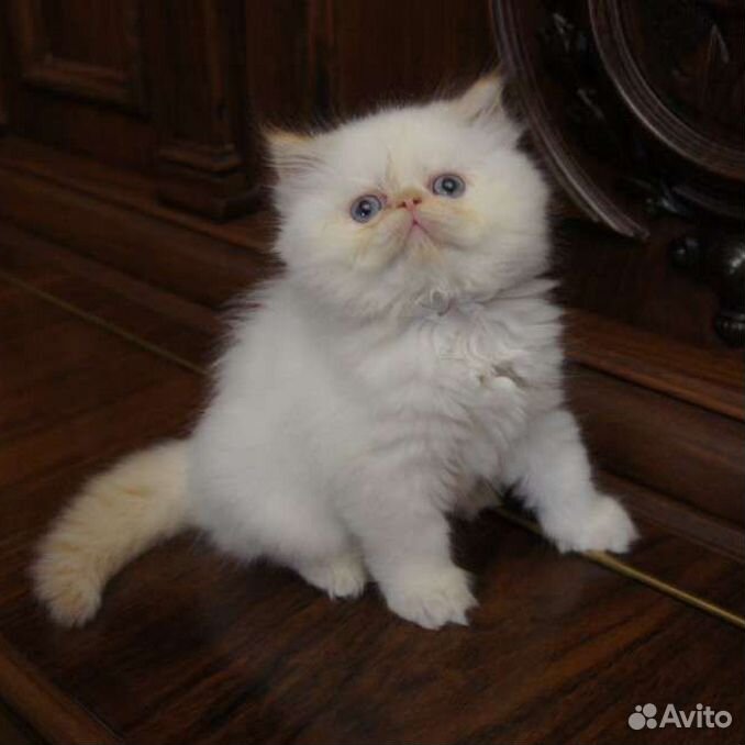 Персидские котята экстремалы