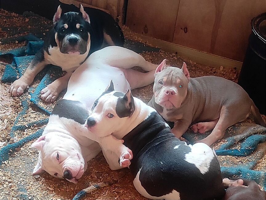 Американский булли. Белочка и триколоры