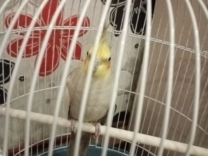 Попугай Коррела по клички Кеша