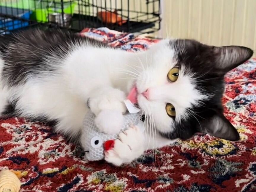 Невероятный плюшевый, ласковый кот 8 мес