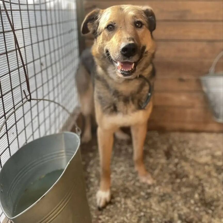 Взрослая собака в добрые руки