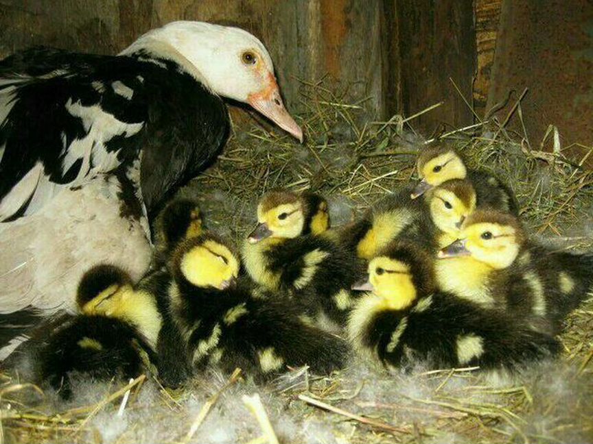 Утята индоутки