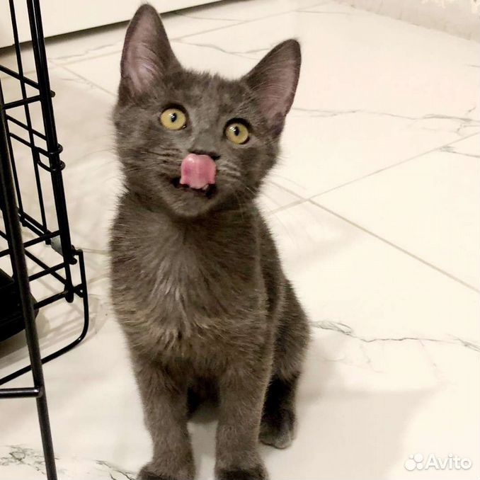 Котик типаж Русской голубой