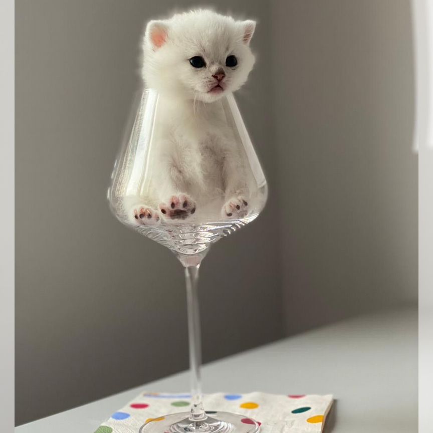 Британский короткошёрстный котёнок