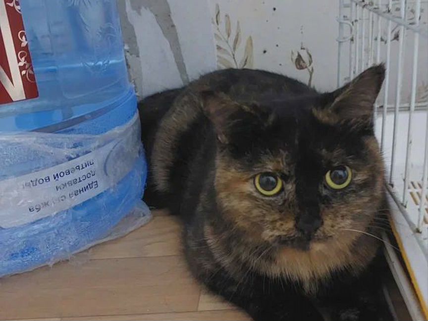 Кошка в добрые руки