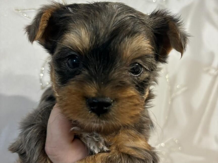 Йоркширский терьер щенки