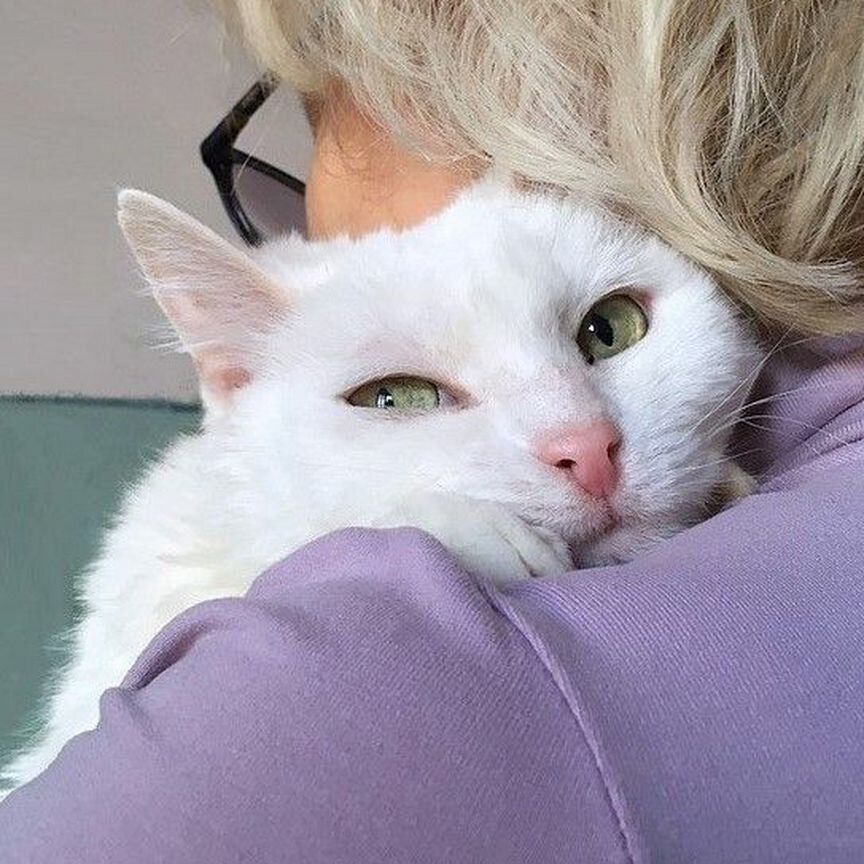 Отдам кошку в добрые руки бесплатно