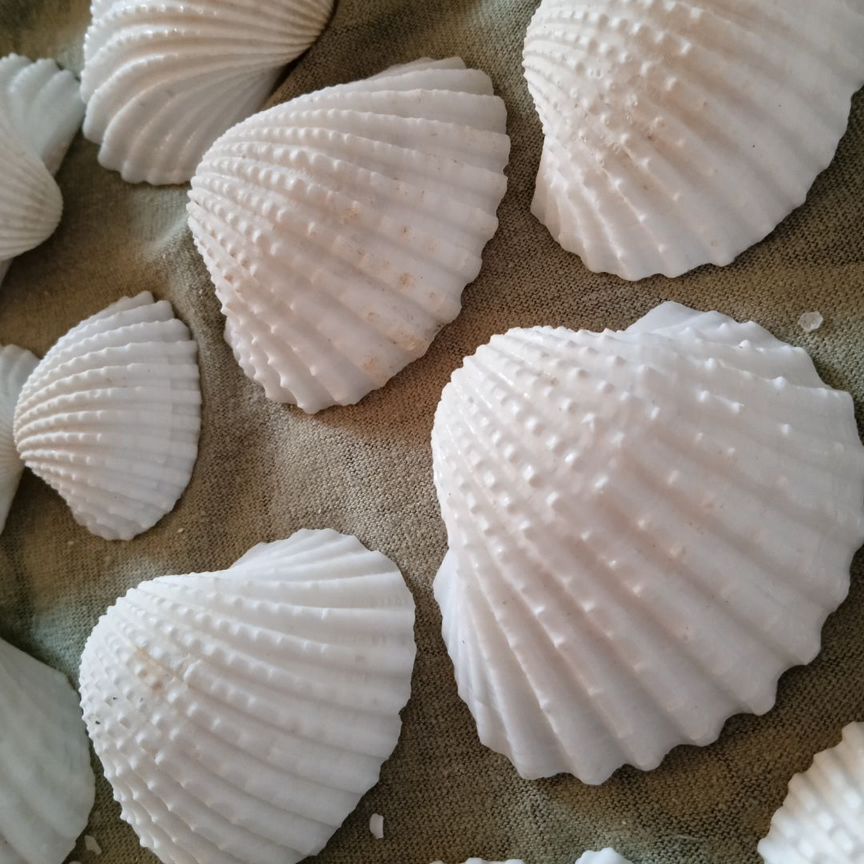 Ракушки в аквариум