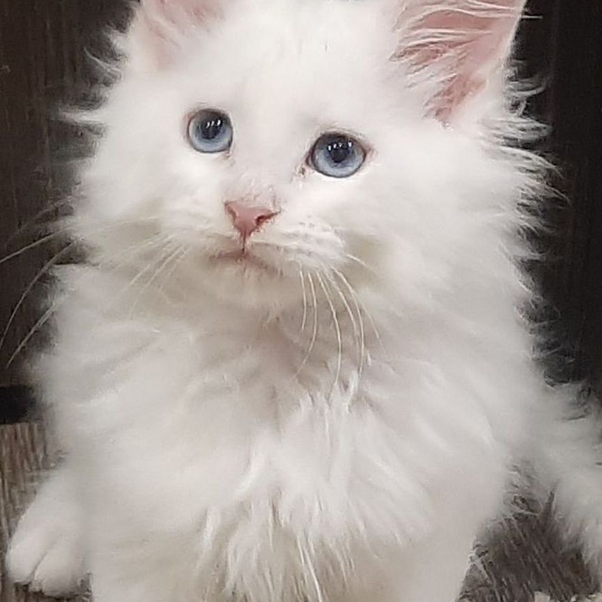 Котята мейн-кун