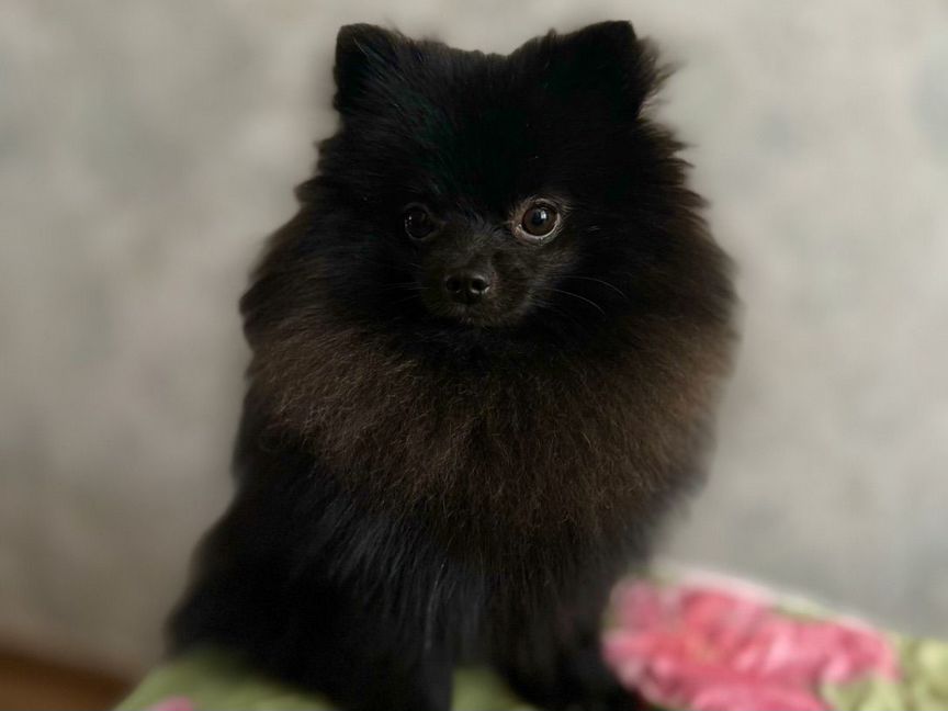 Померанскиц шпиц мини вязка мальчик