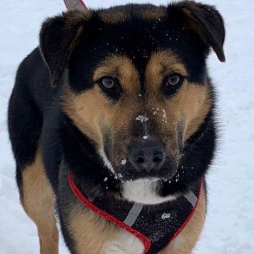 Рон в добрые руки