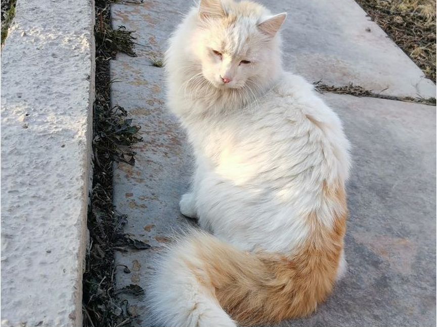 Потерялся кот