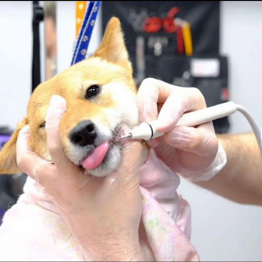 Чистка зубов животным