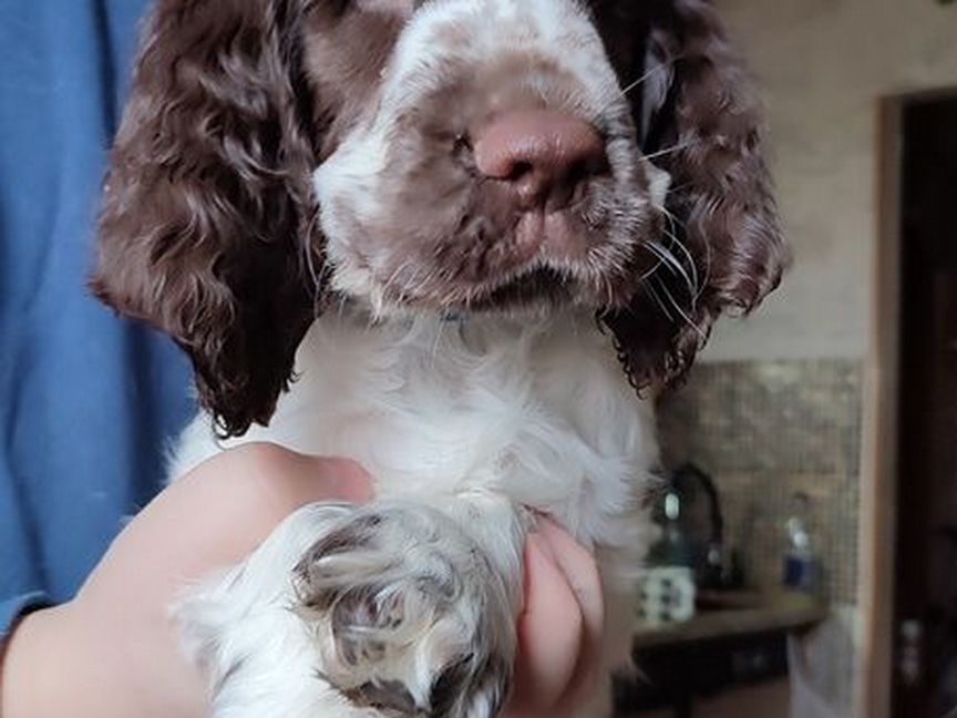 Английский спрингер спаниель